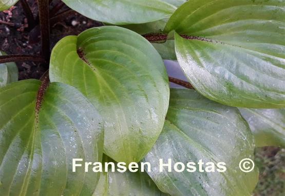 Hosta Gooseberry Sundae - Fransen Hostas